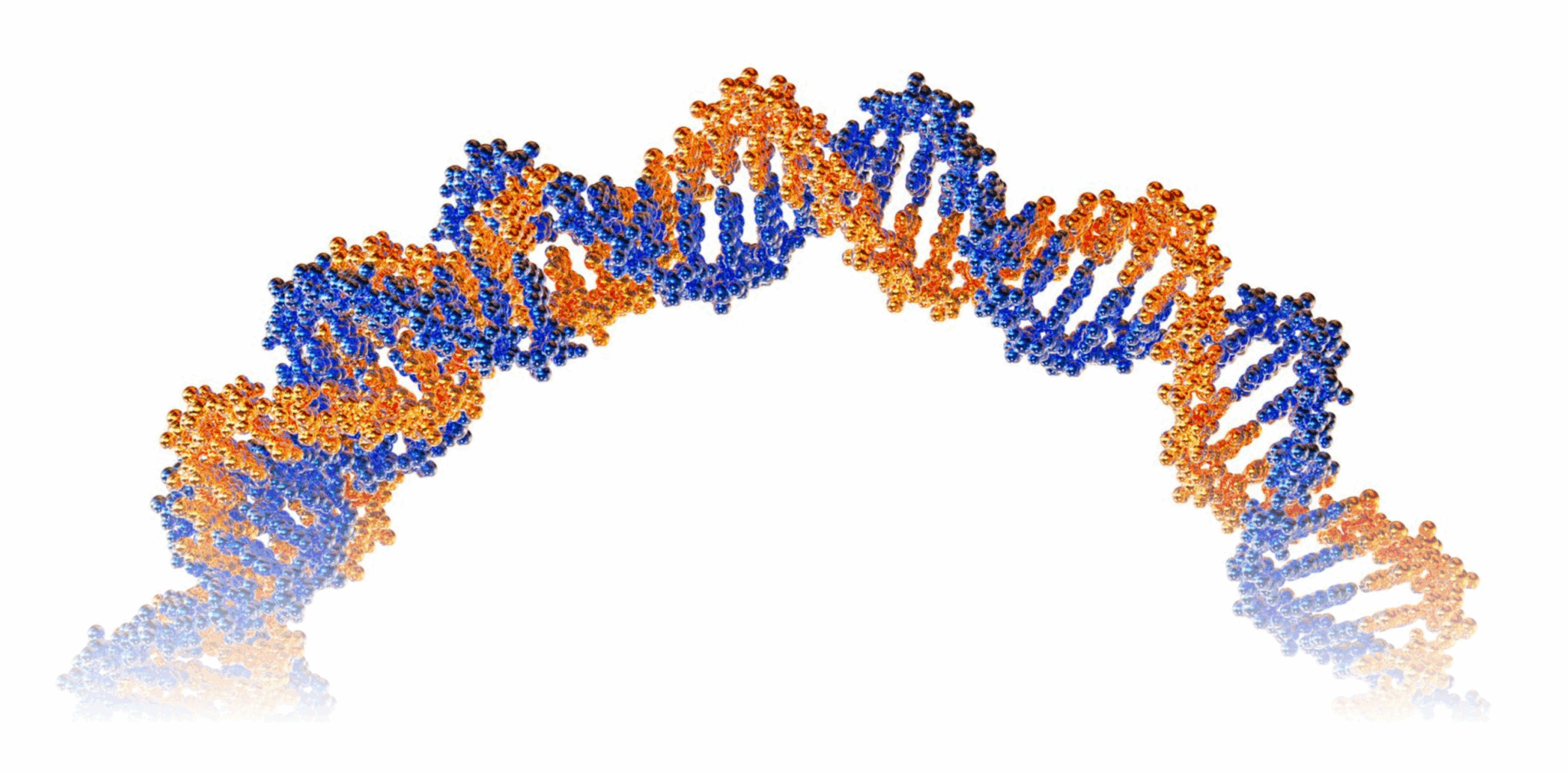 Guide to Understanding HPP Genetic Variations – Soft Bones